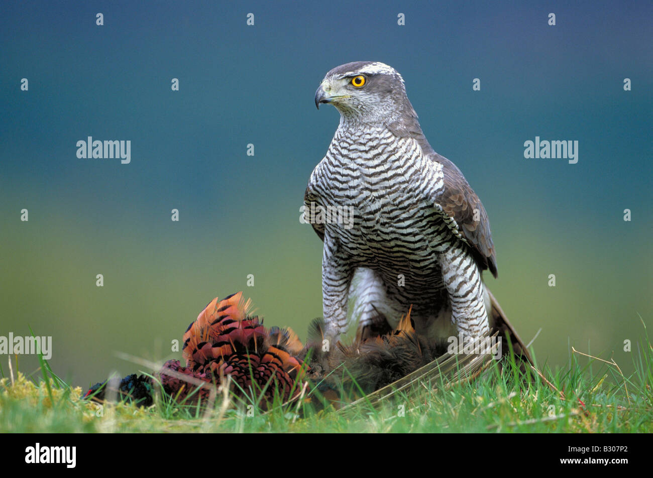Female goshawk hi-res stock photography and images - Alamy