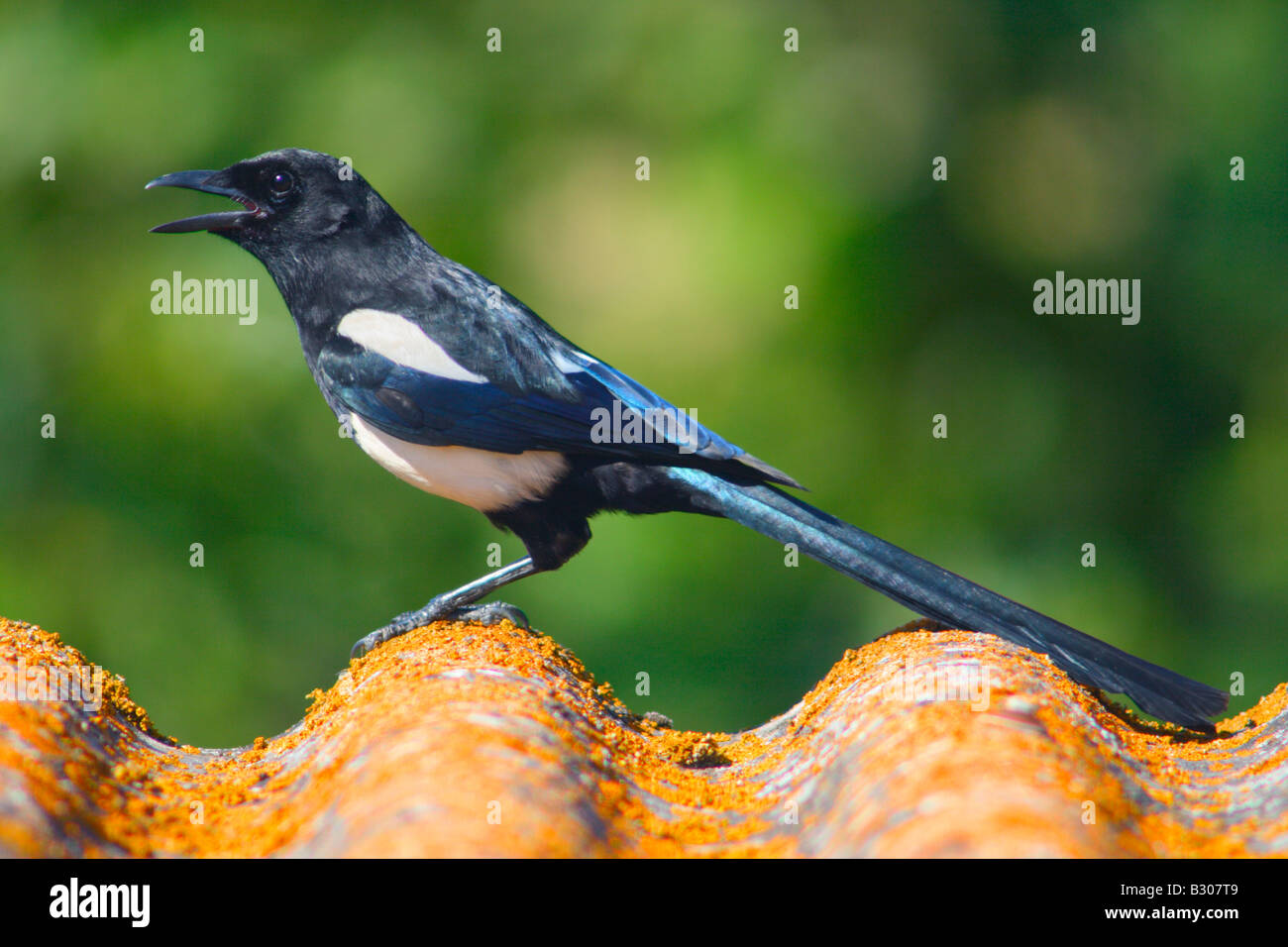 Magpie beak hi-res stock photography and images - Alamy