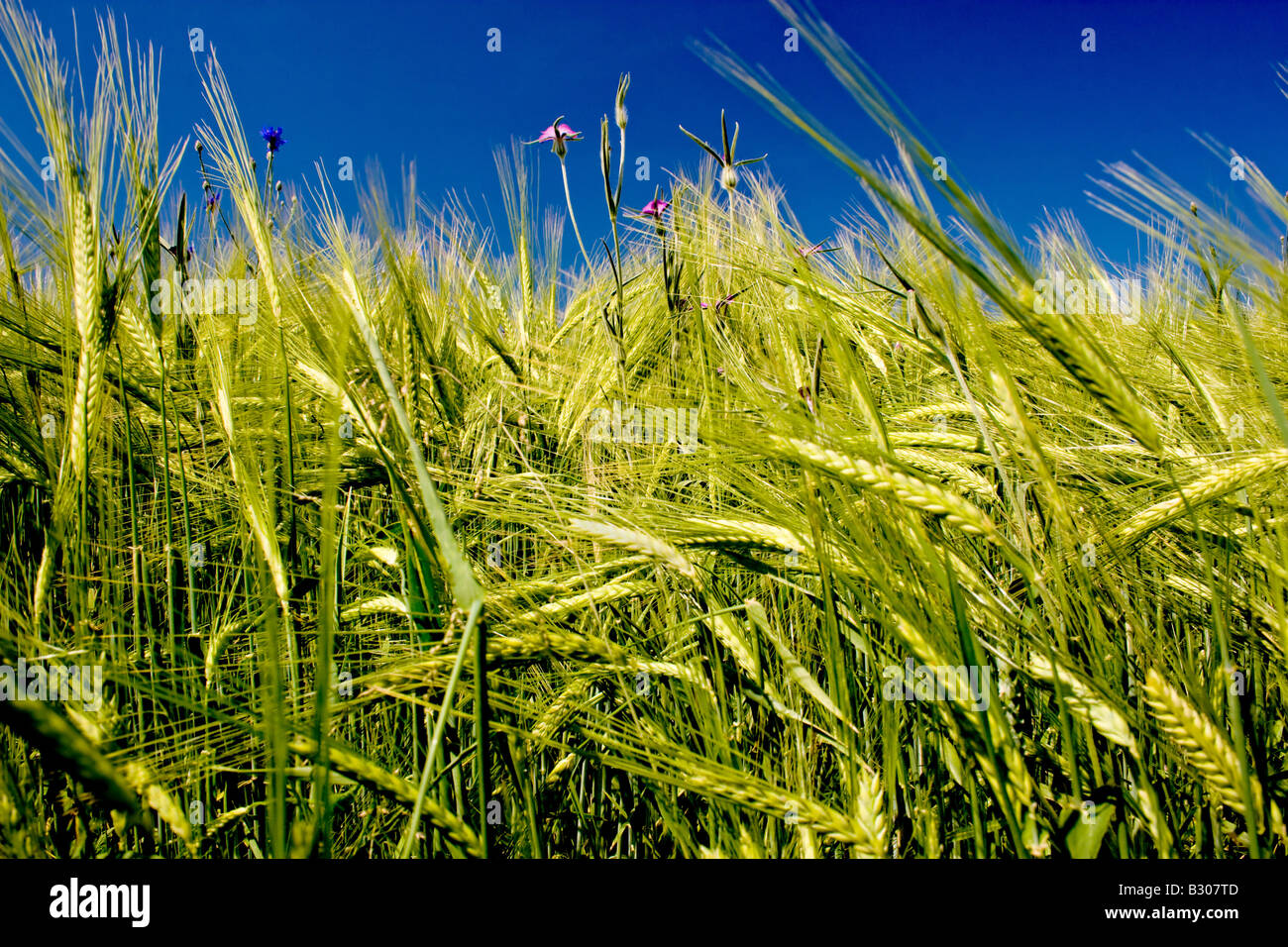 beautiful wheat field Stock Photo - Alamy