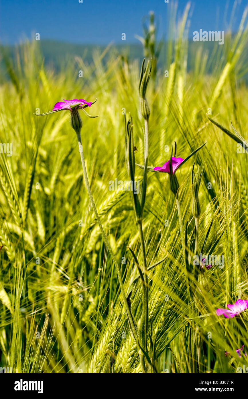 Wheat flower hi-res stock photography and images - Alamy