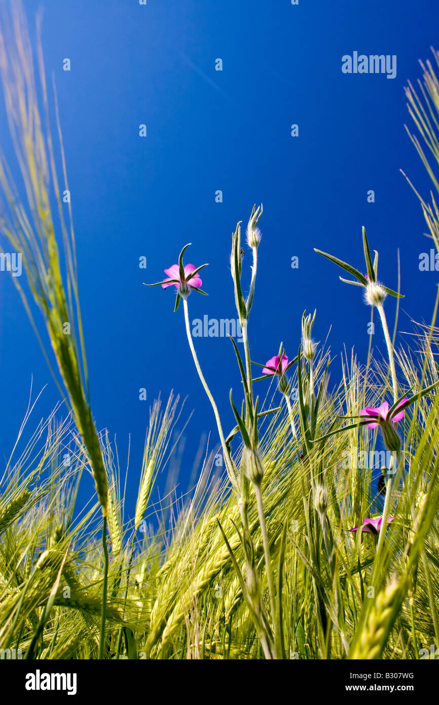 Wheat flower hi-res stock photography and images - Alamy