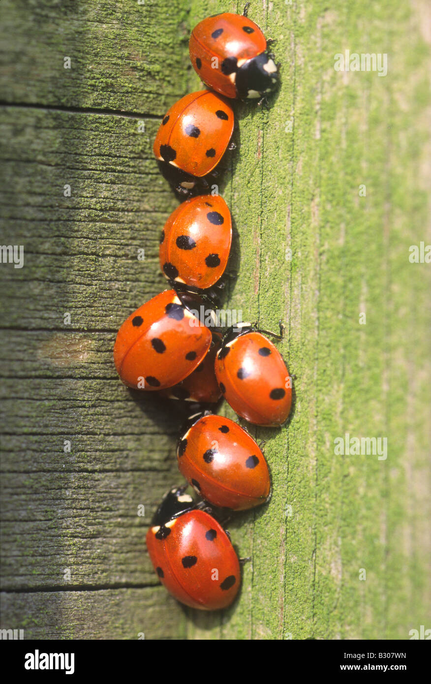 Ladybirds in group hi-res stock photography and images - Alamy