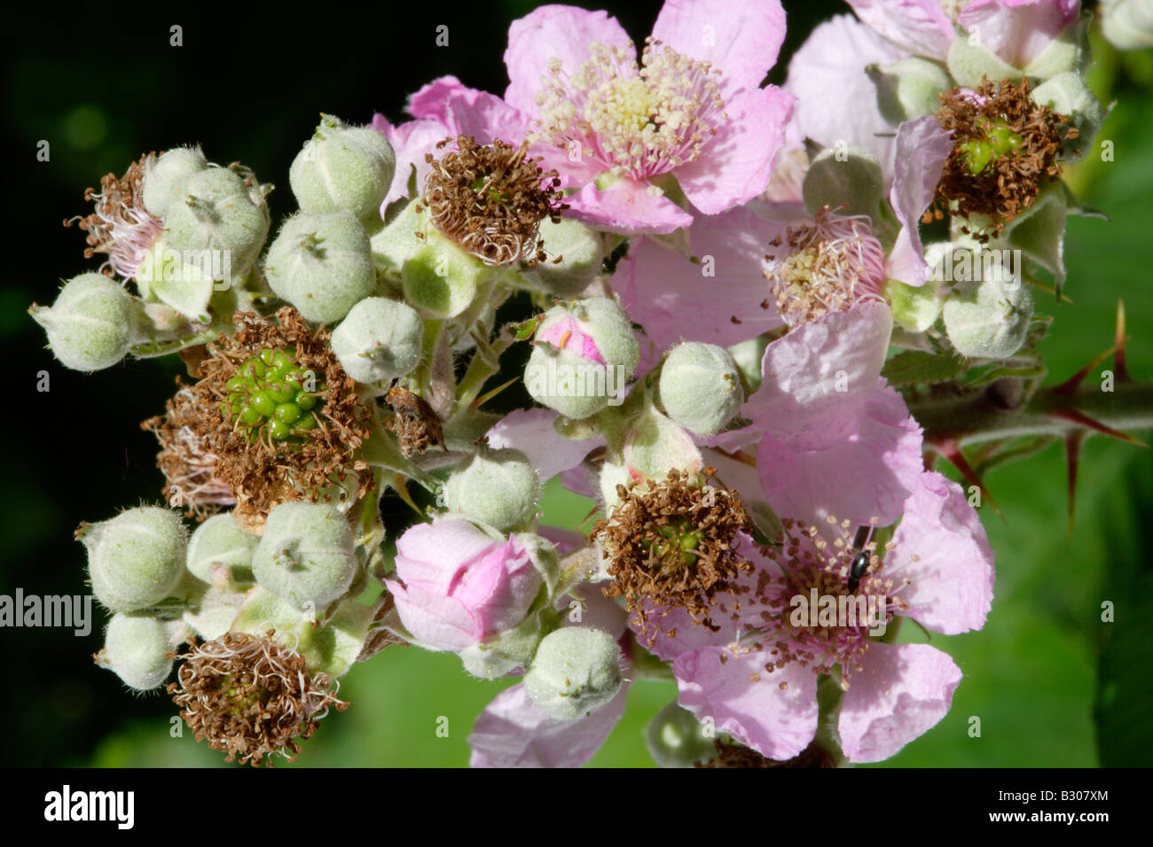 Blackberry flowers hi-res stock photography and images - Alamy