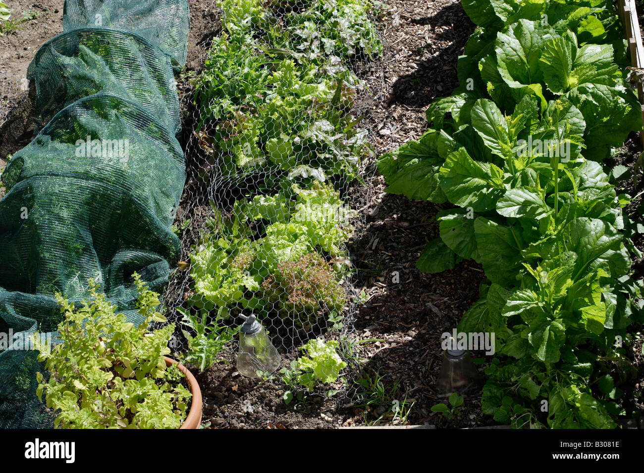 Vegetable plot hi-res stock photography and images - Alamy