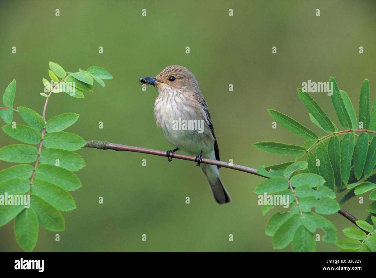 Flycatcher bird songbird hi-res stock photography and images - Alamy