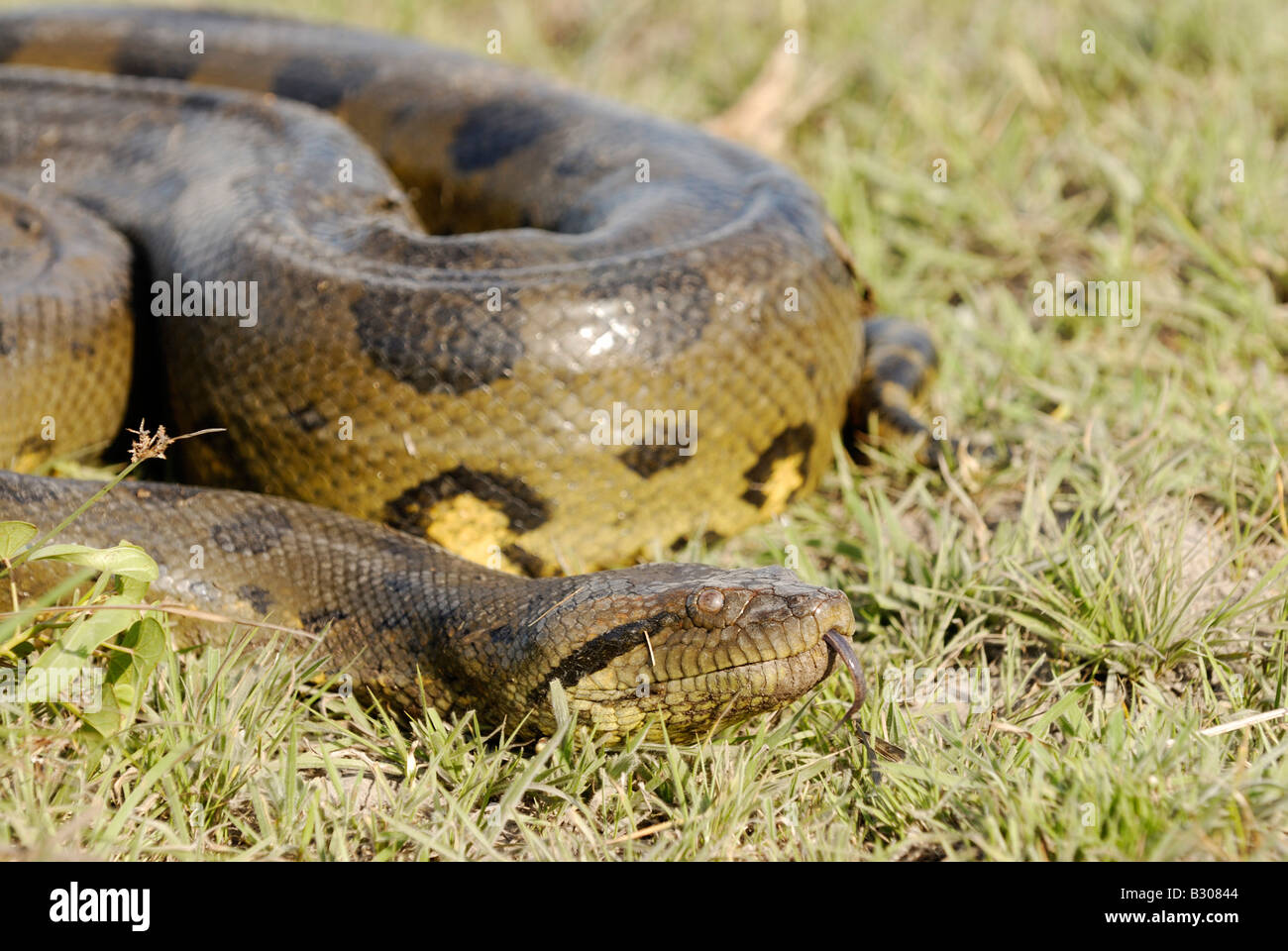 HEAD DETAIL of anaconda, Eunectes murinus, DARTING ITS TONGUE IN AND ...