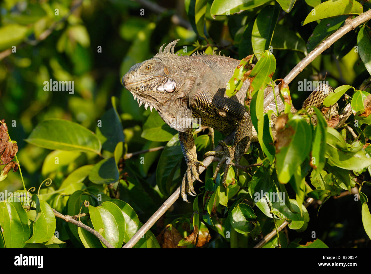 Green Iguana, Iguana iguana, sitting in a tree, LLANOS, Venezuela ...