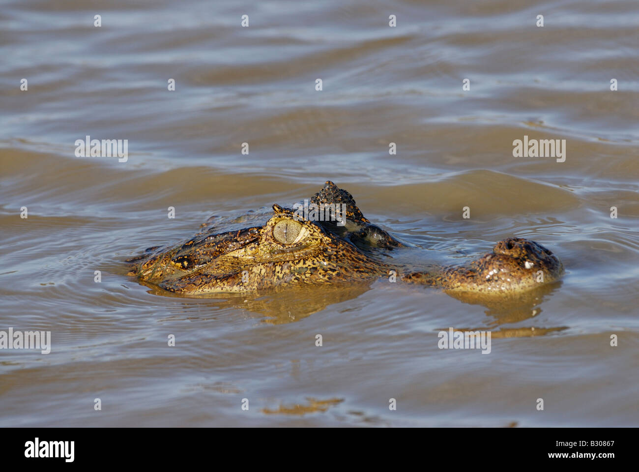 Common caiman, head in water , Caiman crocodilus, LLANOS, Venezuela ...