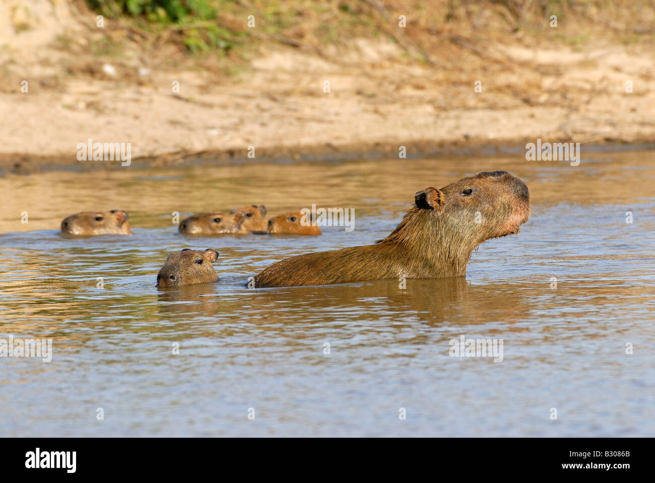 Capybara Young High Resolution Stock Photography and Images - Alamy