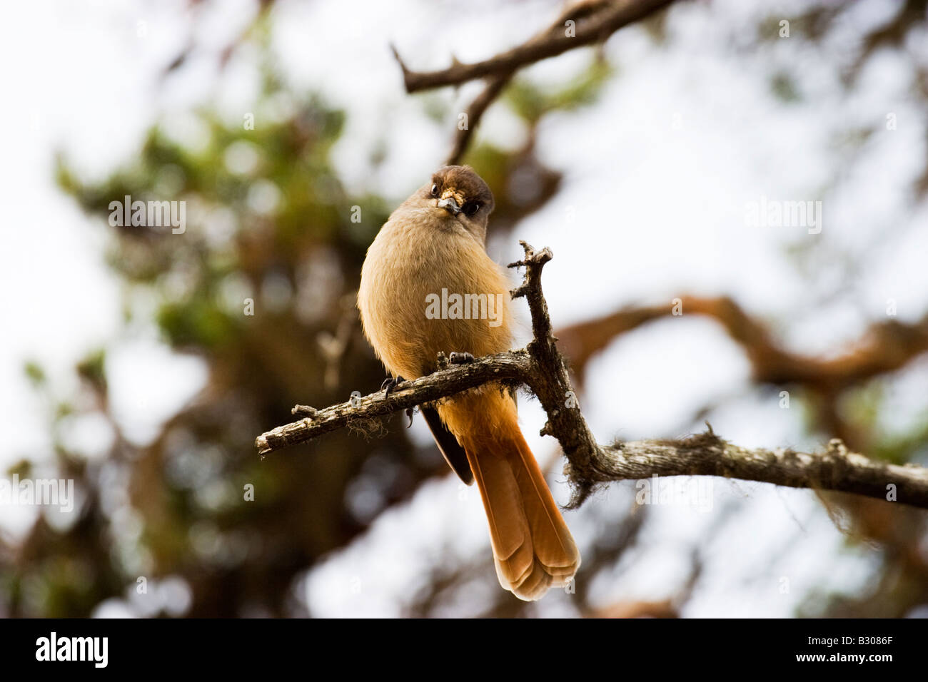 Siberian Jay Perisoreus infaustus on a tree branch Stock Photo - Alamy