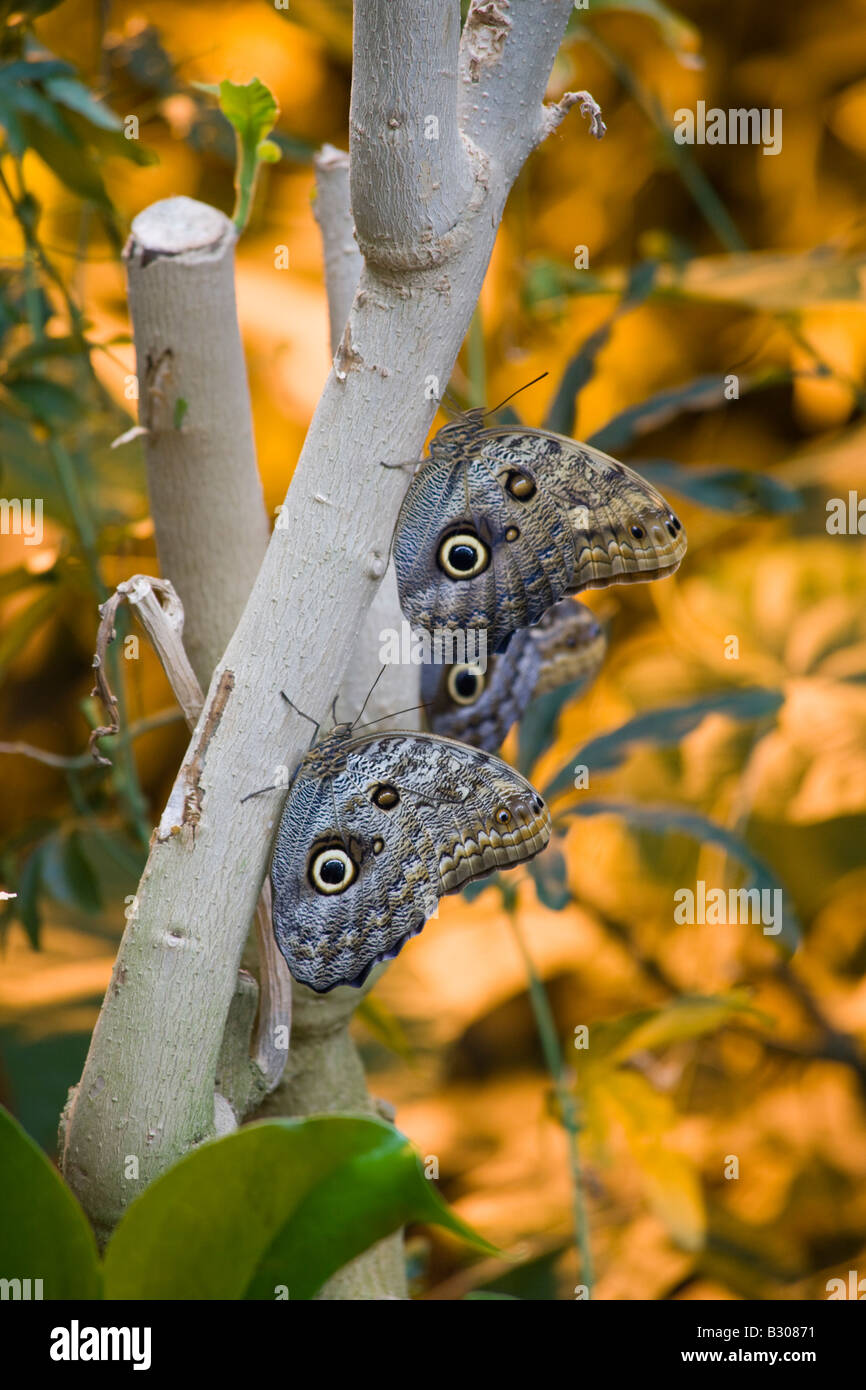 Victoria butterfly gardens hi-res stock photography and images - Alamy