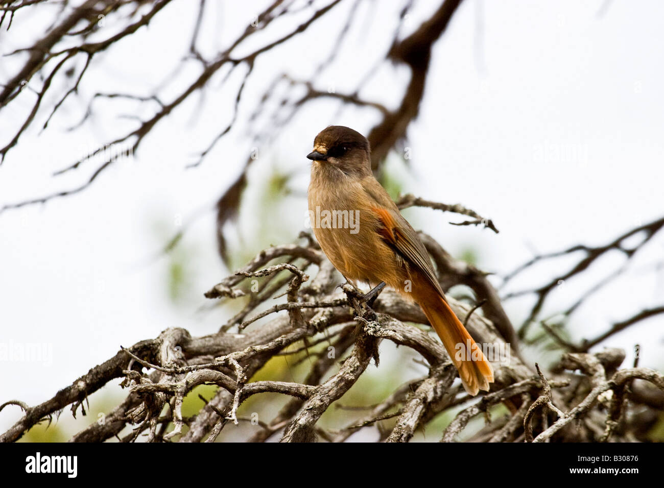 Siberian Jay Perisoreus infaustus on a tree branch Stock Photo - Alamy