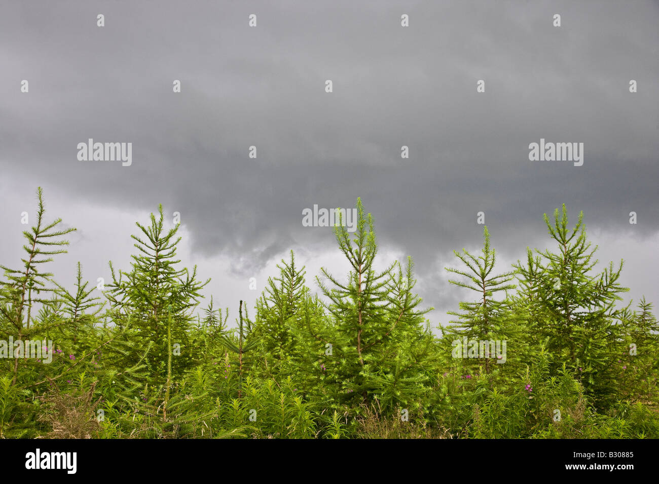 Conifer trees hi-res stock photography and images - Alamy