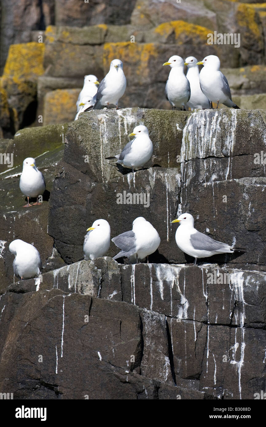Cliffside Common gull (Larus canus) colony cliff face on Isle of May ...