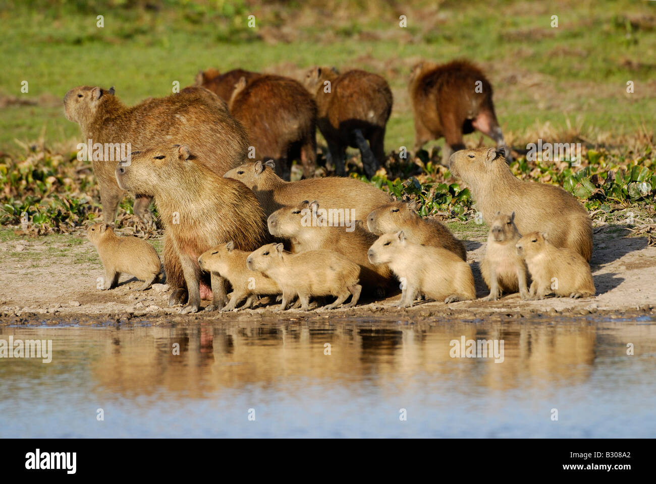 Capybaras, Hydrochoerus hydrochaeris, family with cubs, LOS LLANOS ...