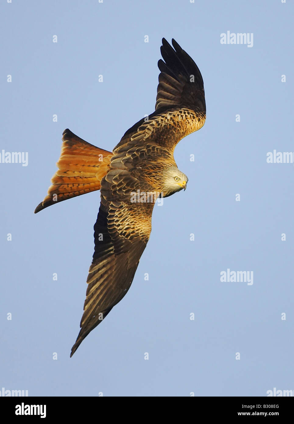 Red Kite (Milvus milvus), adult in flight showing top side of wings ...