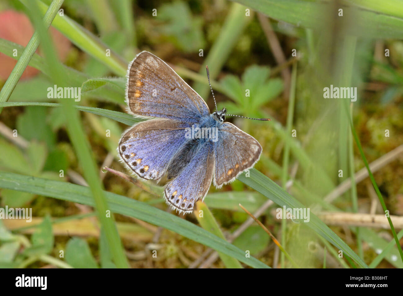 Common Blue Butterfly Forest of Dean Stock Photo - Alamy