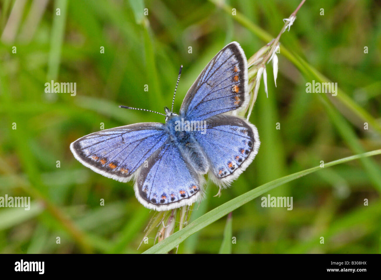 Common Blue Butterfly Stock Photo - Alamy