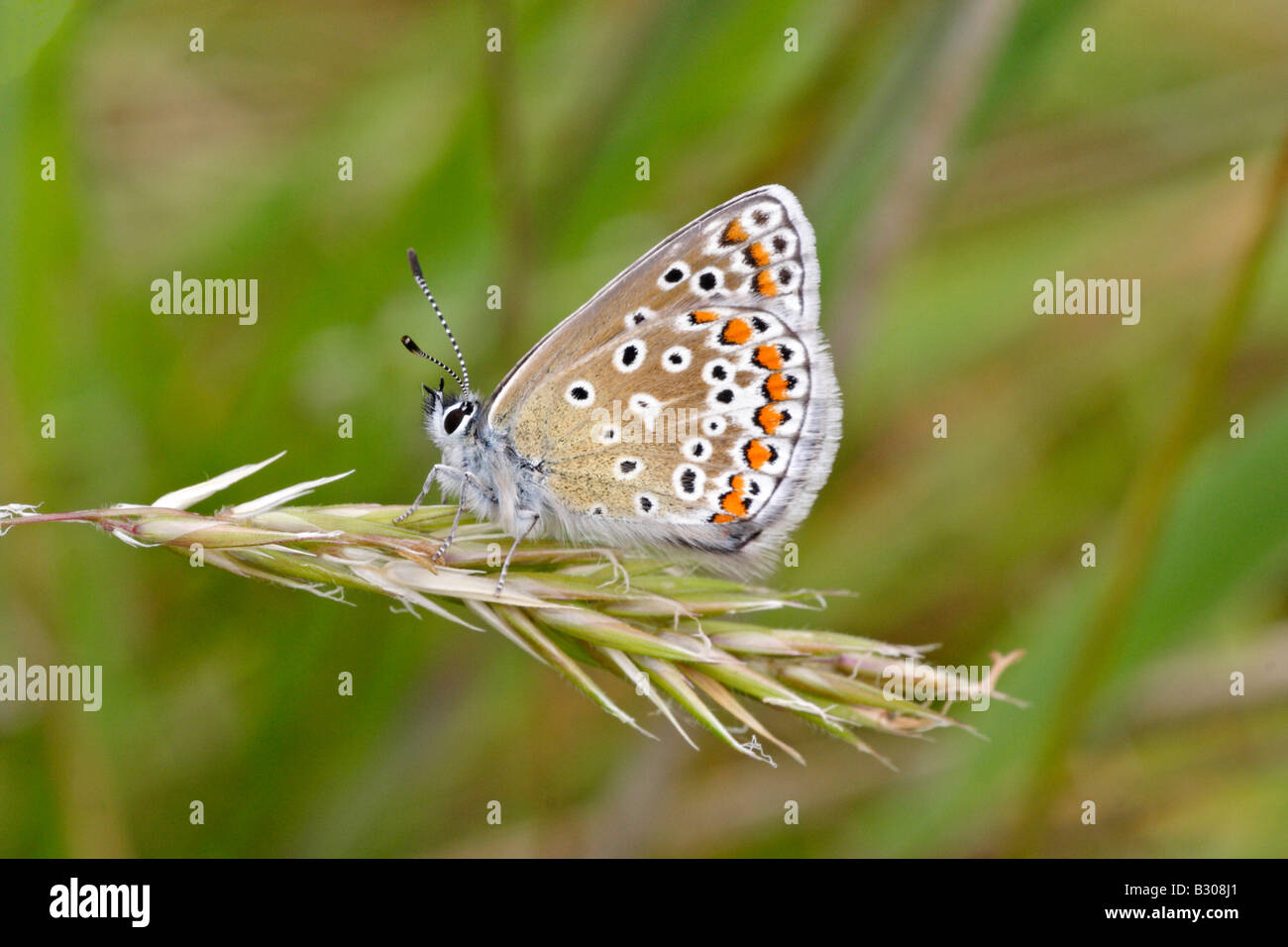 Common Blue Butterfly Stock Photo - Alamy