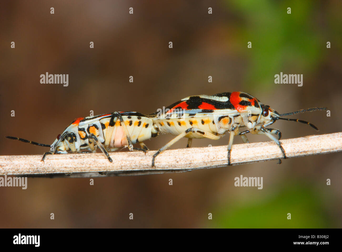 Couple mating hi-res stock photography and images - Alamy