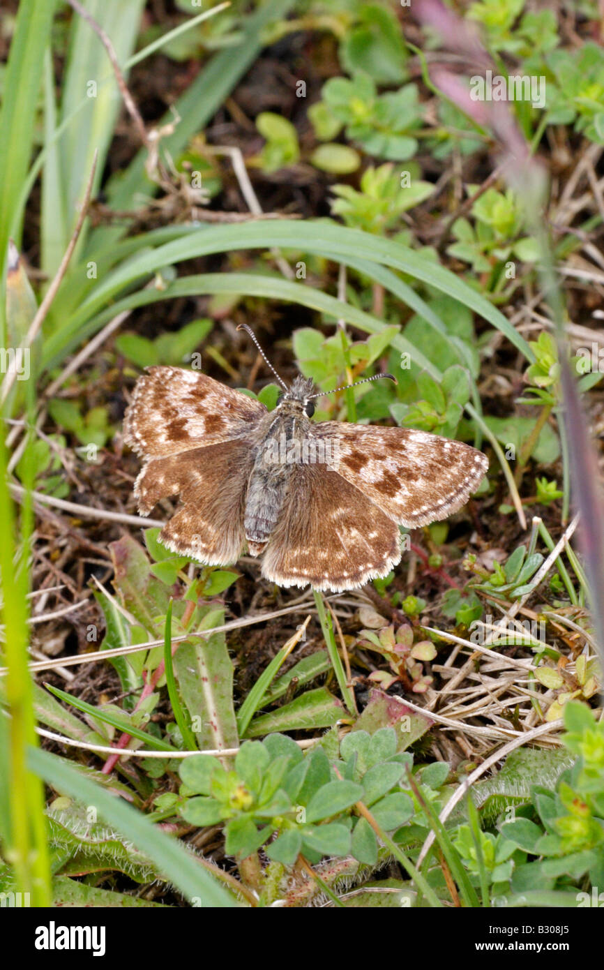 Dingy Skipper Butterfly Stock Photo - Alamy