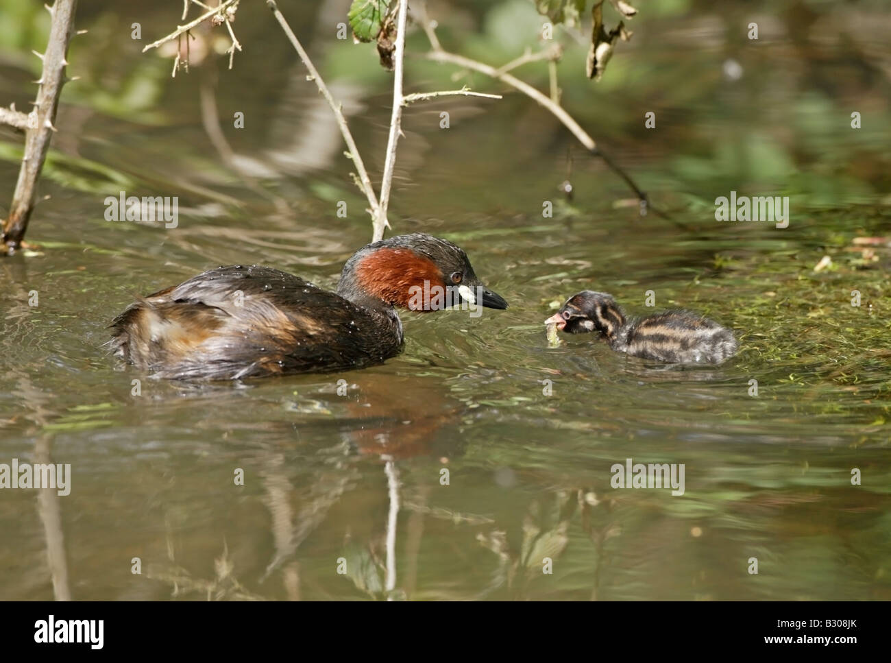 Little grebe hi-res stock photography and images - Alamy