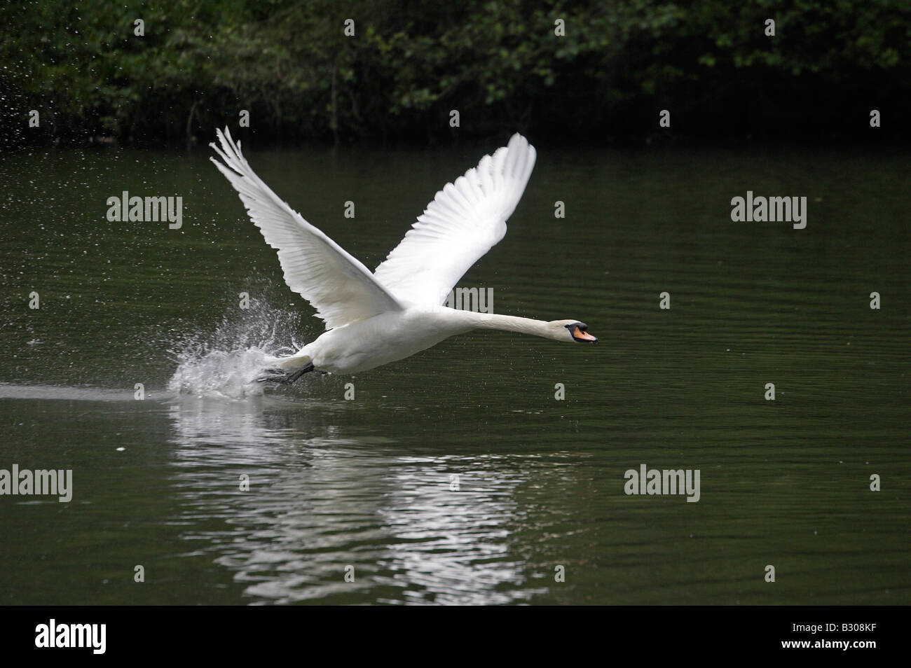 Swan flying hi-res stock photography and images - Alamy