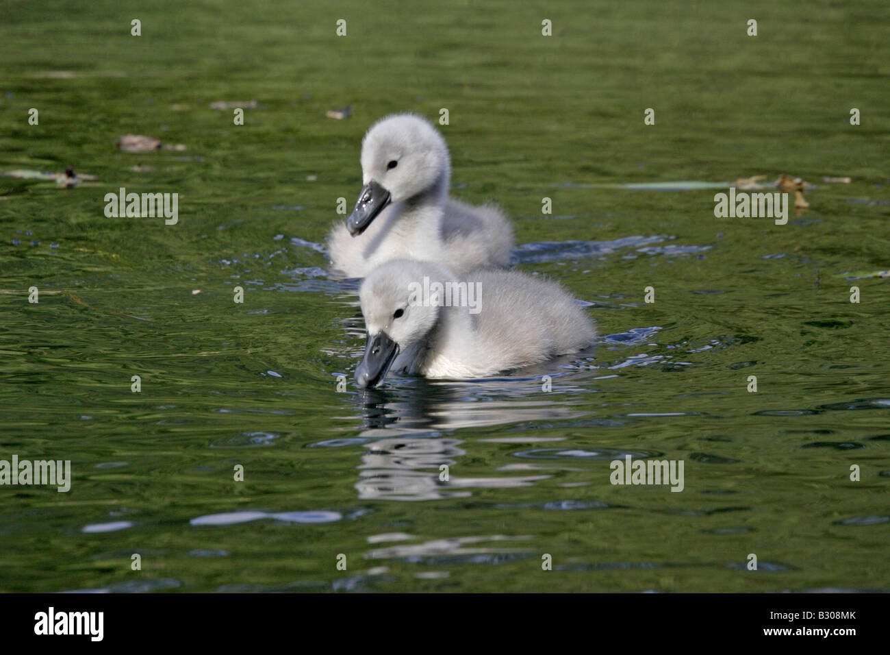 Swan cygnets hi-res stock photography and images - Alamy