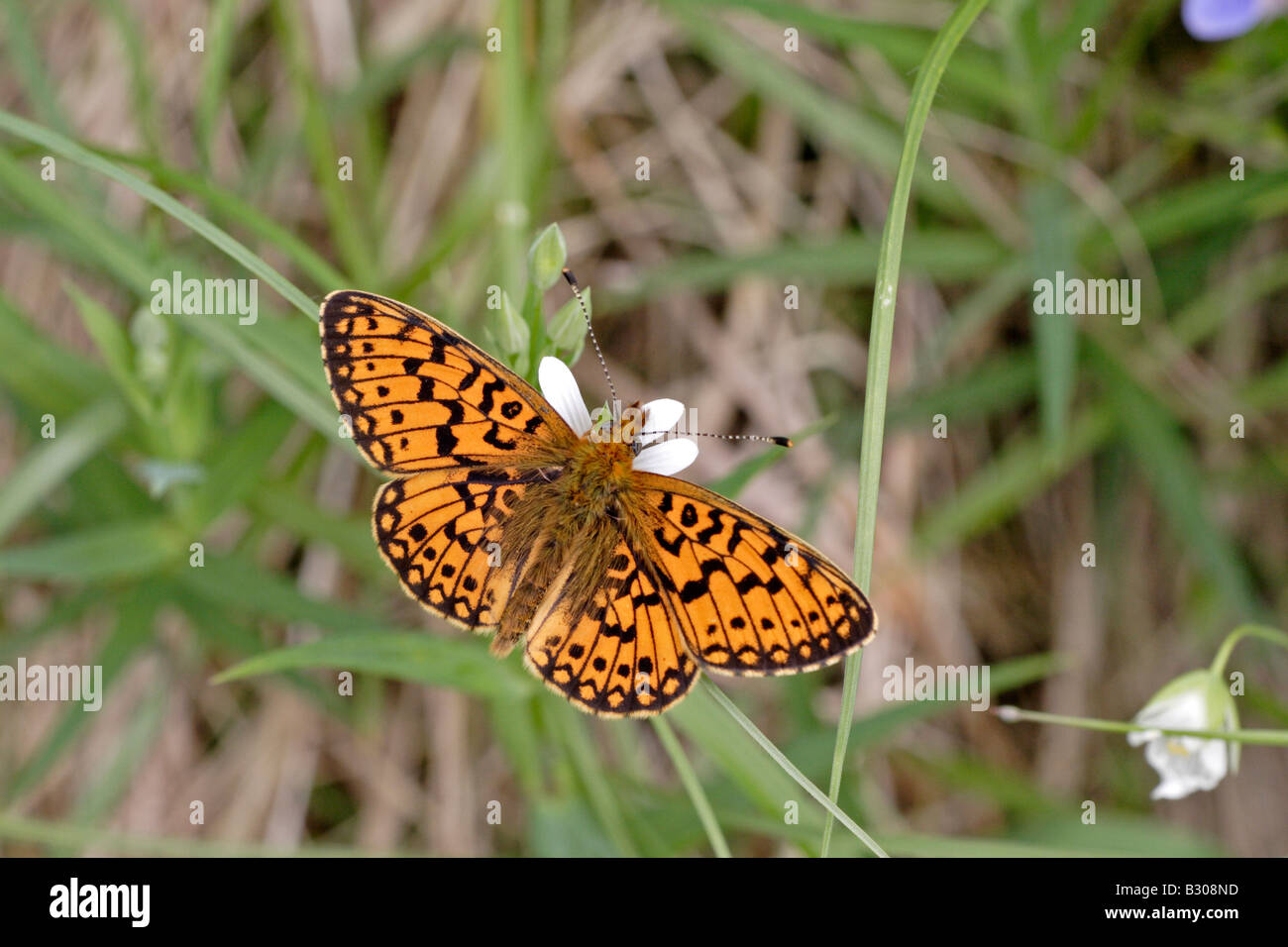 Small Pearl Bordered Fritillary Stock Photo - Alamy