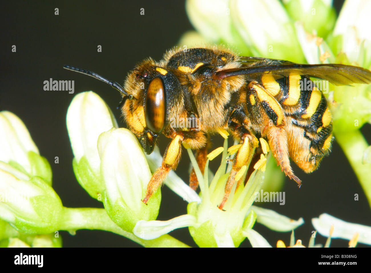 Bee, Anthidium florentinum. Collecting nectar on flower Stock Photo - Alamy