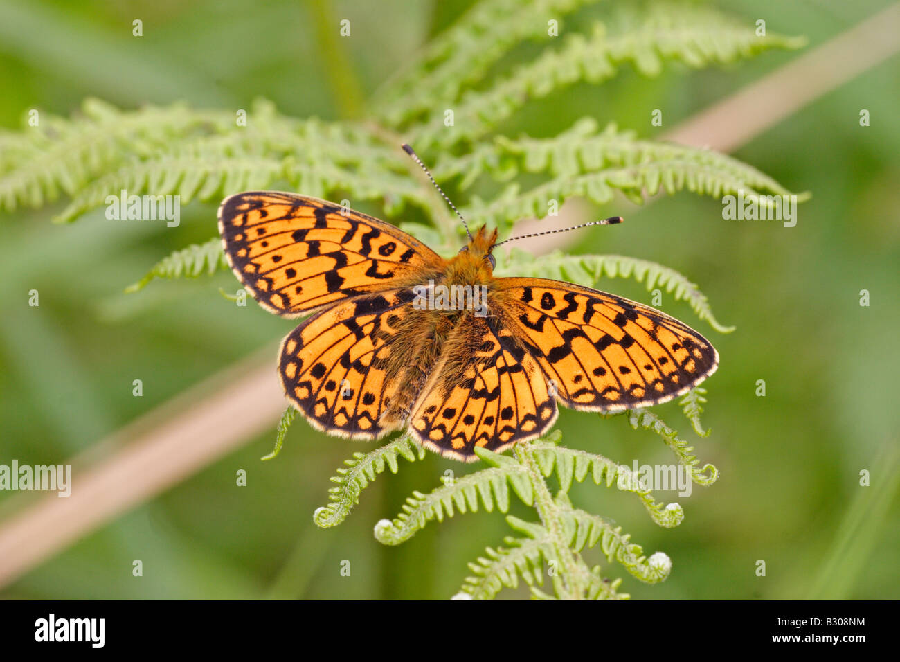 Pearl bordered fritillary hi-res stock photography and images - Alamy