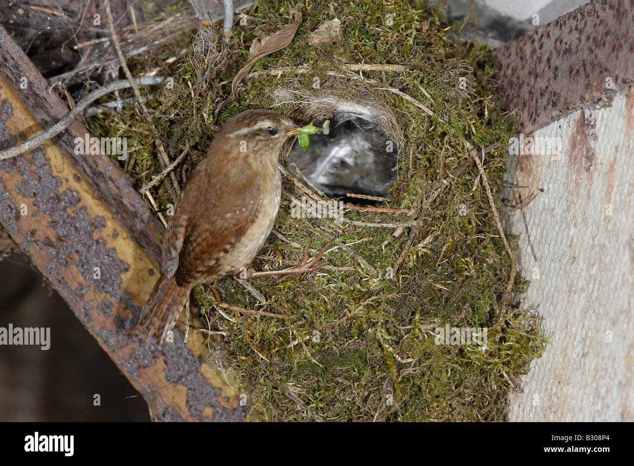 Winter Wren at Nest Stock Photo - Alamy