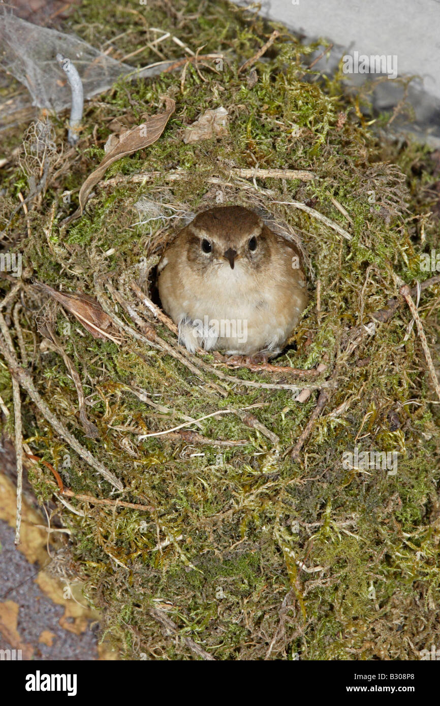 Winter Wren at Nest Stock Photo - Alamy