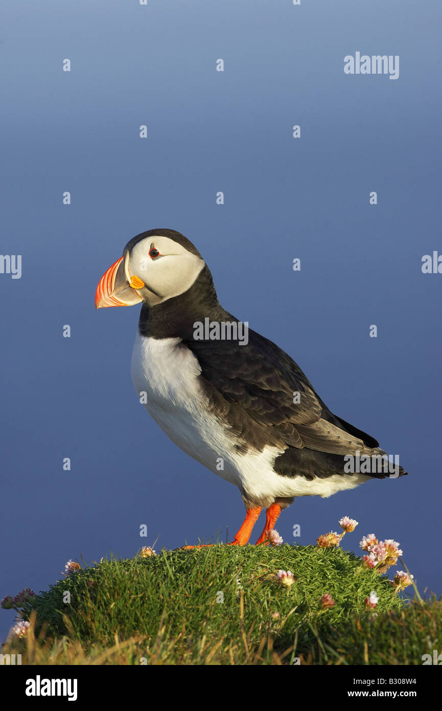 Adult puffin in breeding plumage hi-res stock photography and images ...