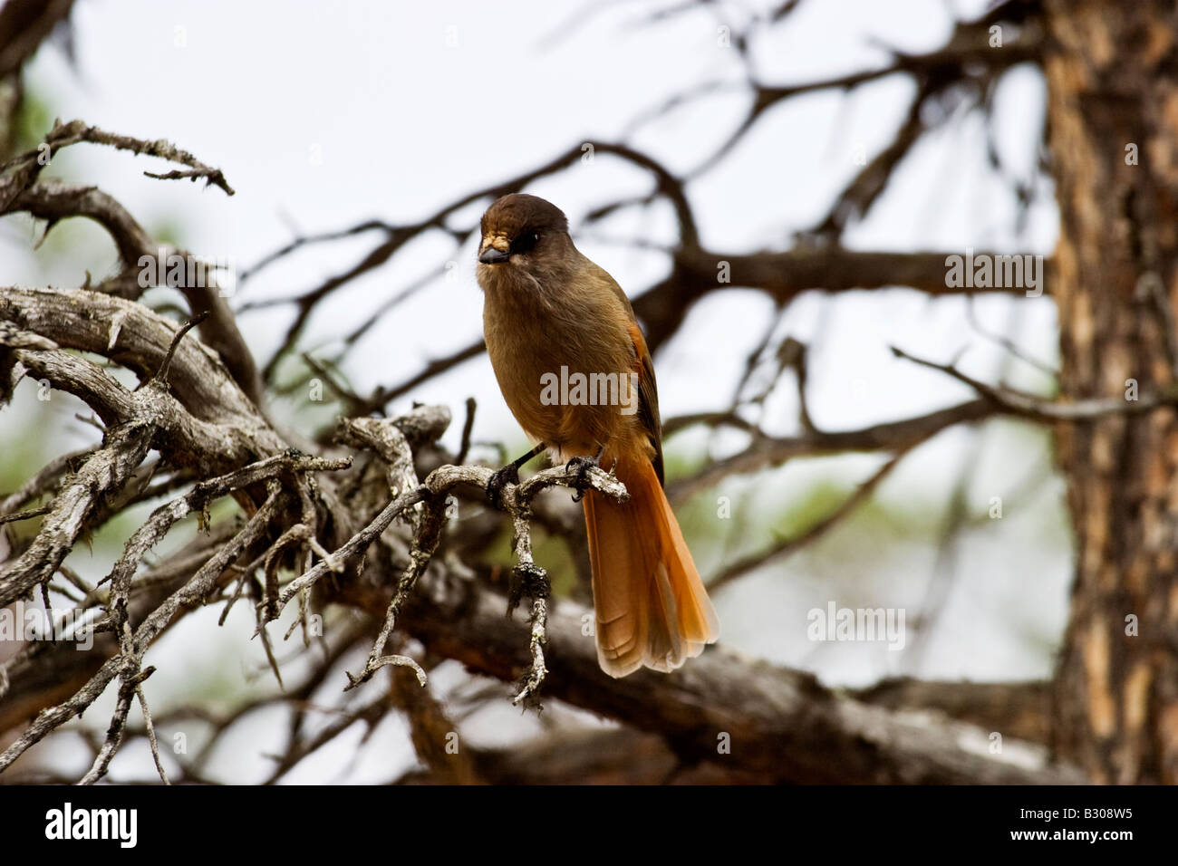 Siberian Jay Perisoreus infaustus on a tree branch Stock Photo - Alamy