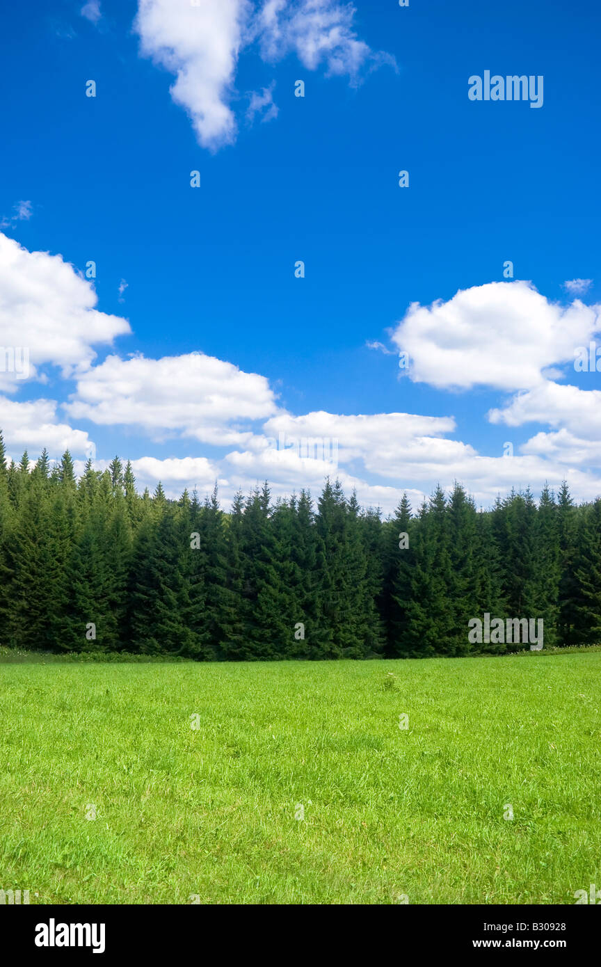 Meadow and forest in the black forest low-mountain range Stock Photo ...