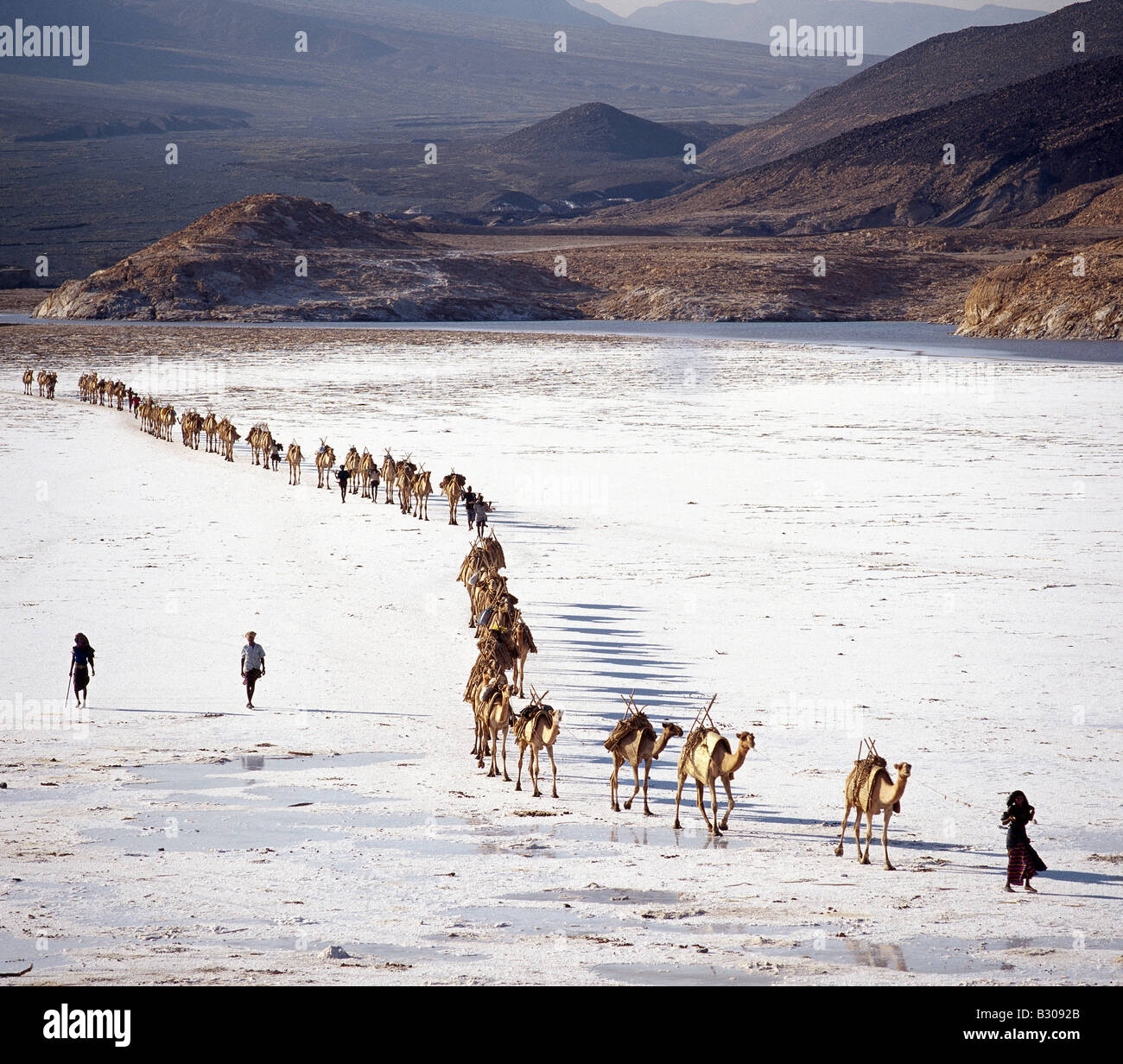 Djibouti, Lake Assal. An Afar camel caravan crosses the salt flats of ...