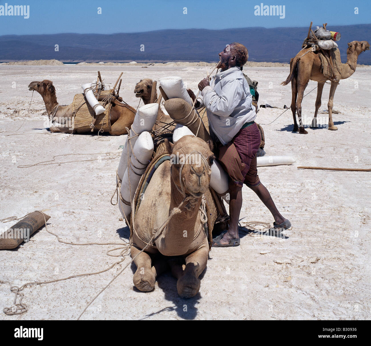 Djibouti, Lake Assal. A Somali of the Issa clan loads his camels with ...