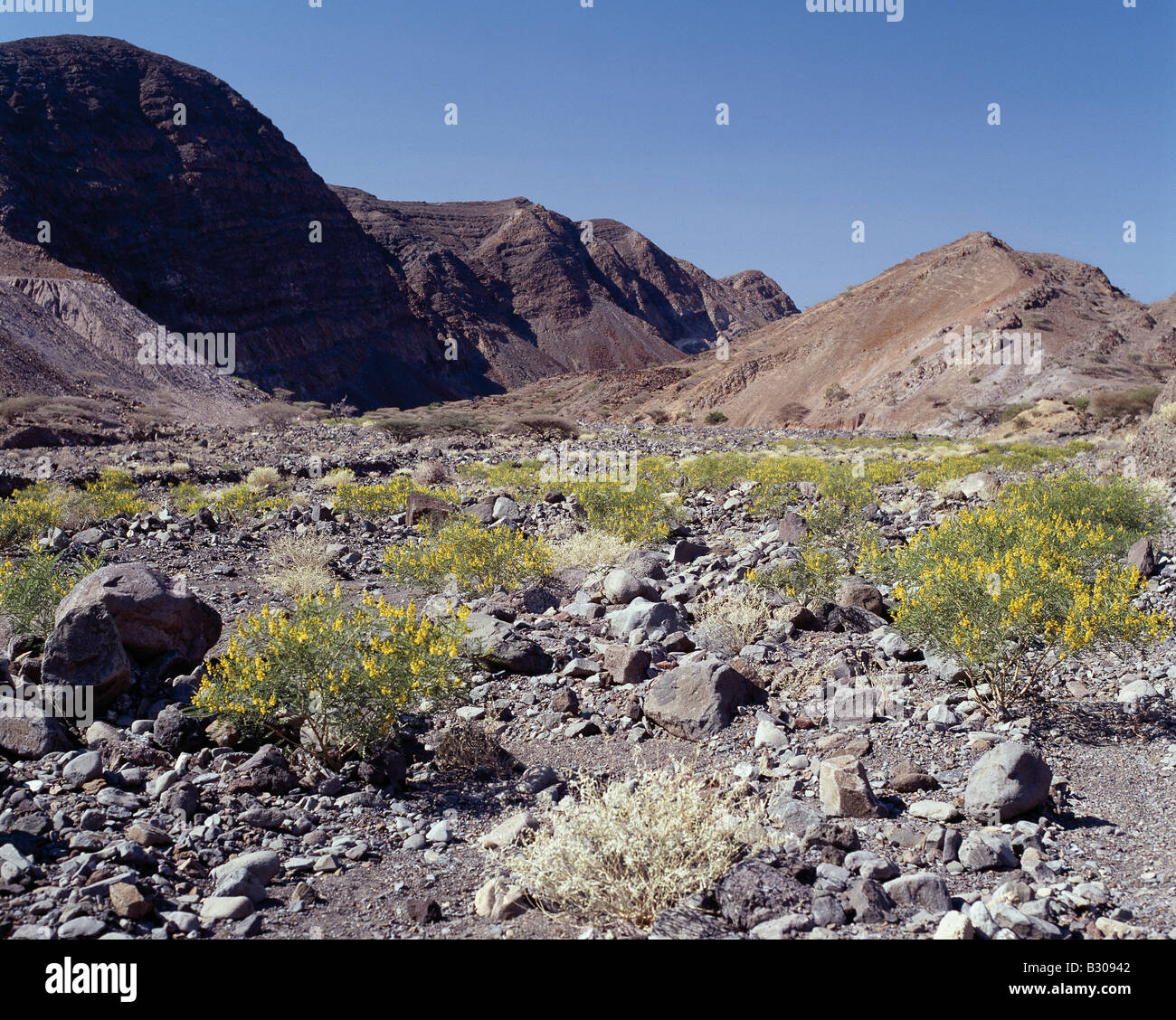 Papilionoideae hi-res stock photography and images - Alamy