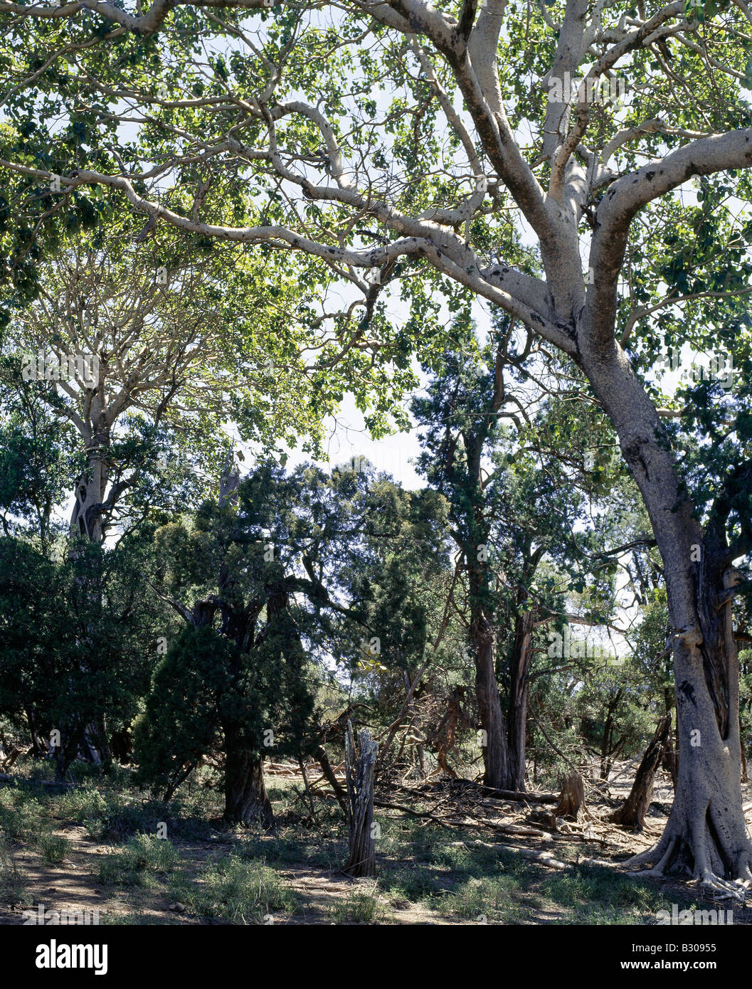Djibouti, Dittilou, Goda Massif. Fort de Day, a three and a half ...