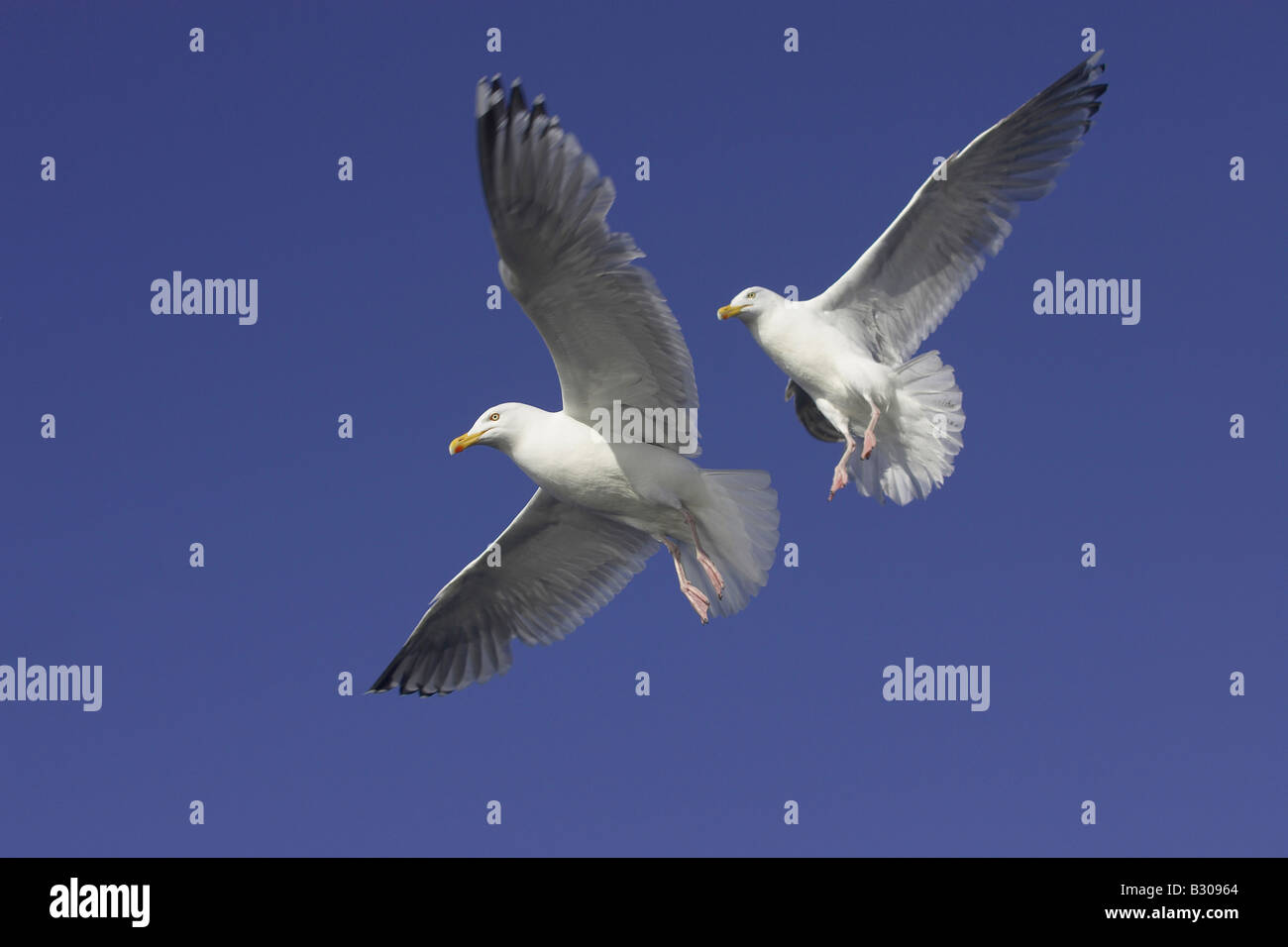 Herring Gull (Larus argentatus), two adults in flight Stock Photo - Alamy