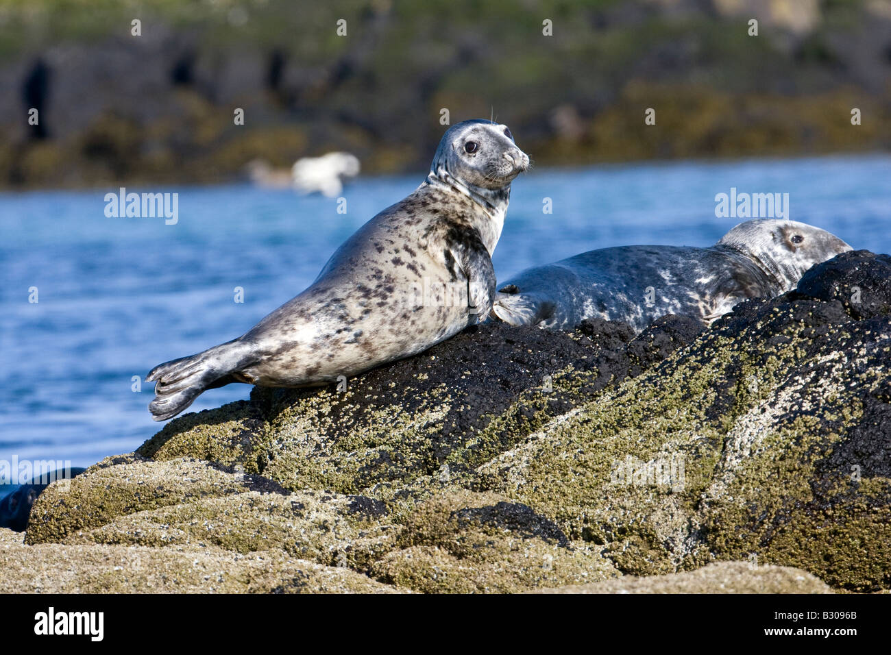 Adult grey seal hi-res stock photography and images - Alamy