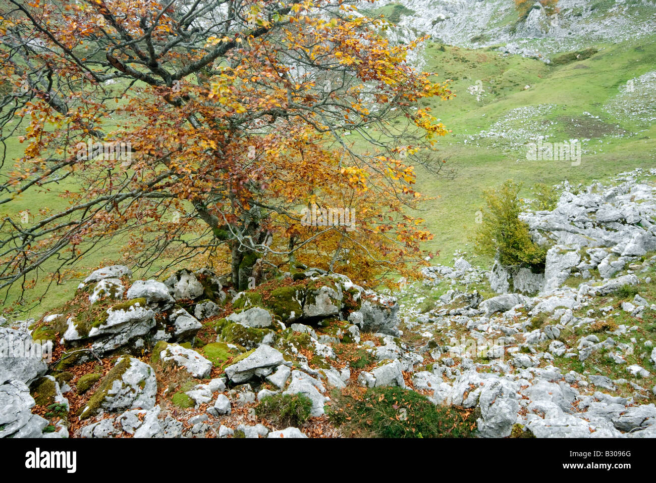 Beech at Picos de Europa mountains Spain Stock Photo - Alamy