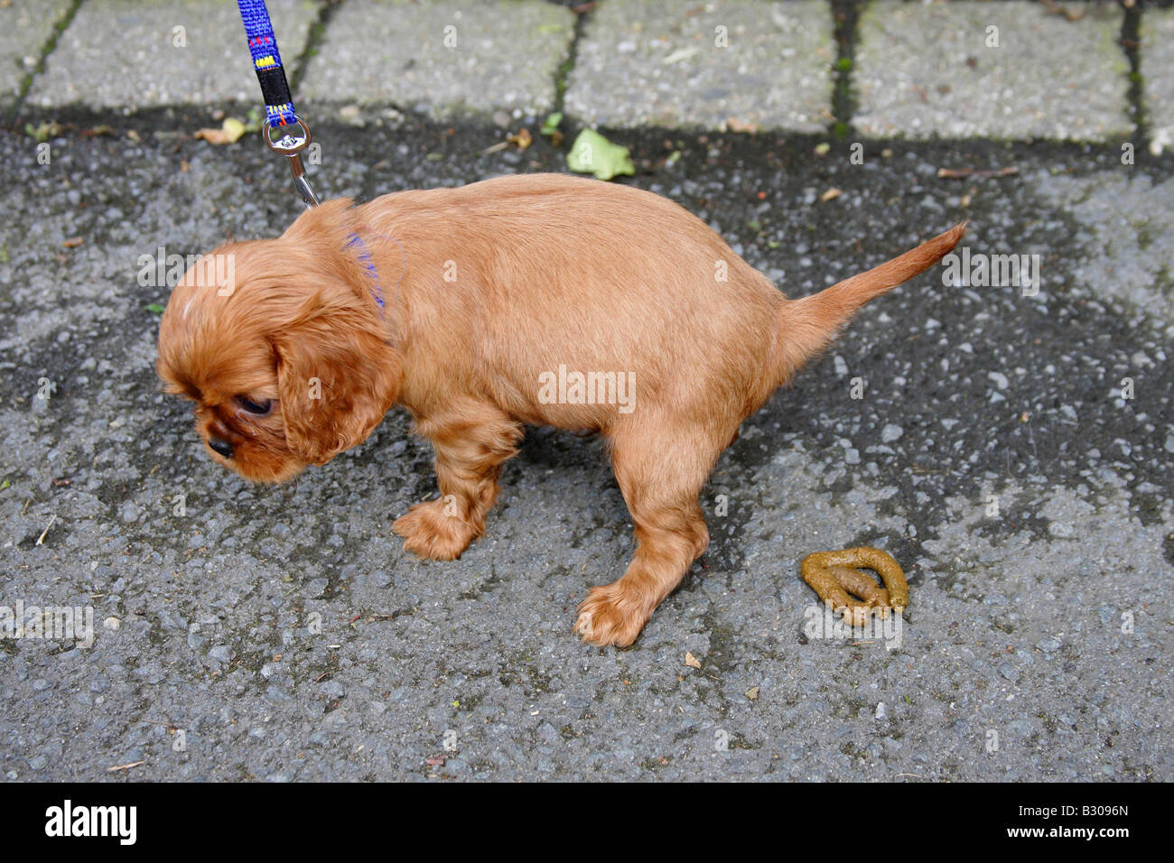 Defecating dog hi-res stock photography and images - Alamy