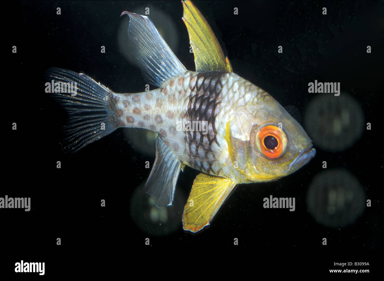 Pajama cardinalfish, Sphaeramia nematoptera, Apogonidae Stock Photo - Alamy