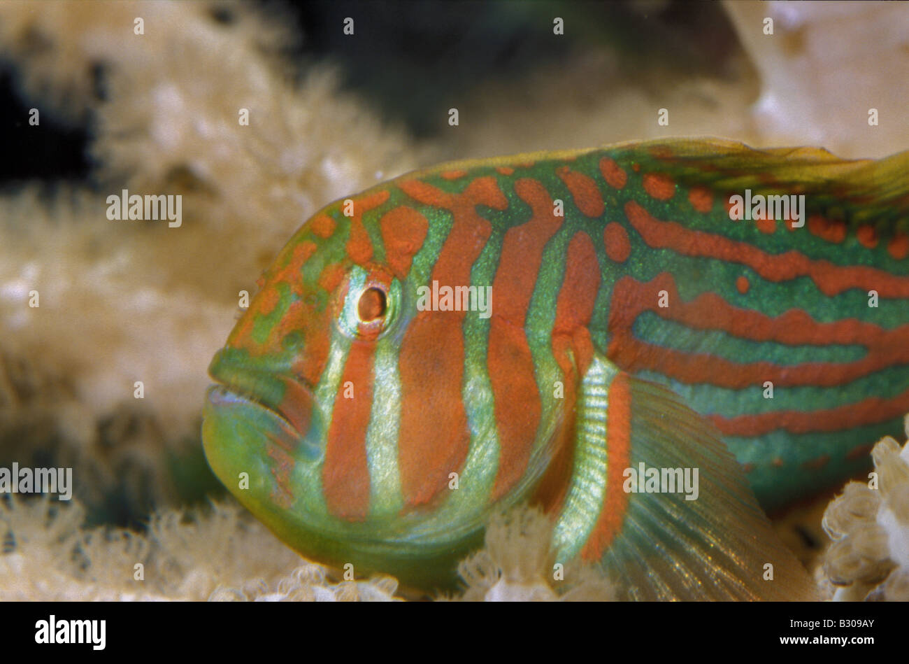 Broad-barred goby Gobiodon histrio, Gobidae Stock Photo - Alamy