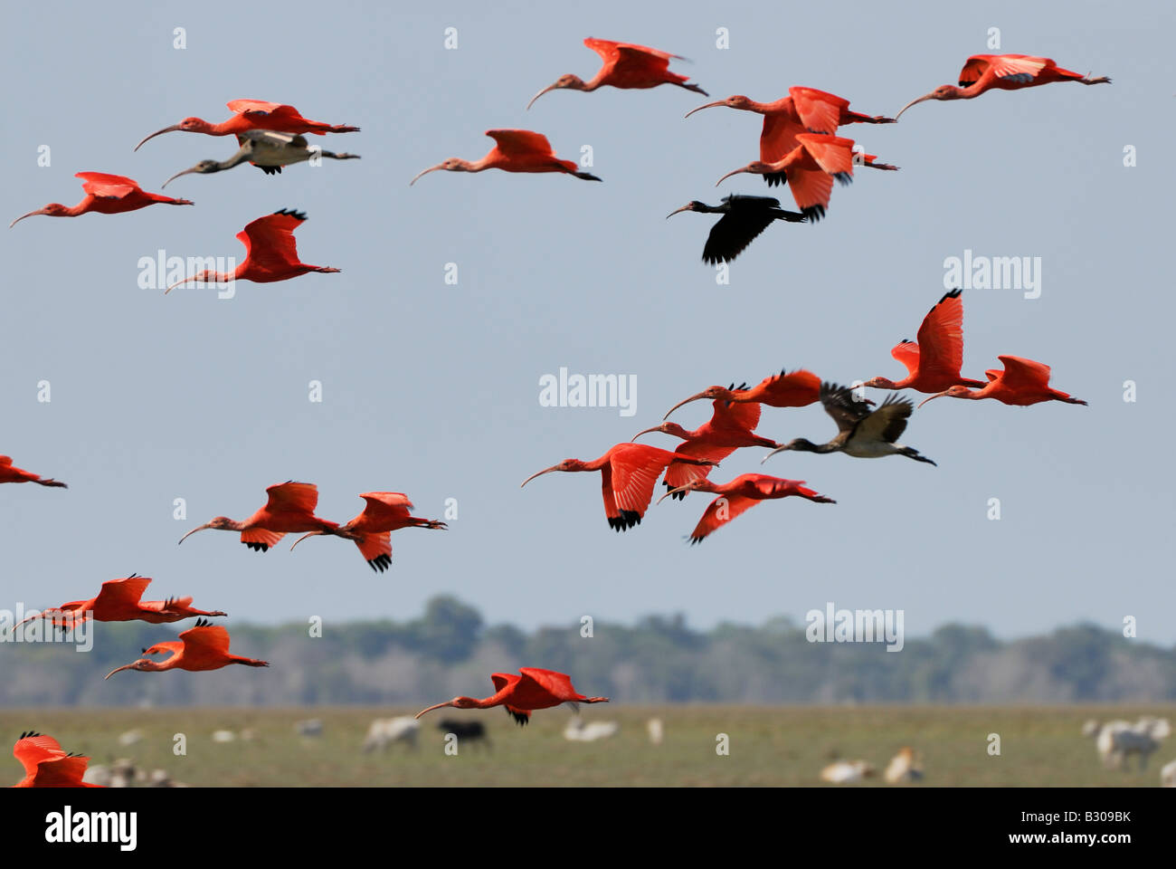 Swarm of Scarlet Ibis flying, Eudocimus ruber, LOS LLANOS, Venezuela ...