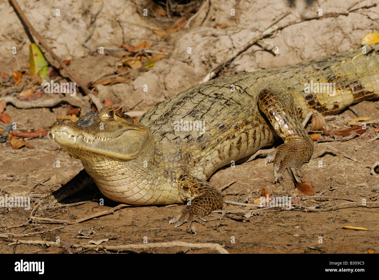Common caiman lying in the sun, Caiman crocodilus, LLANOS, Venezuela ...