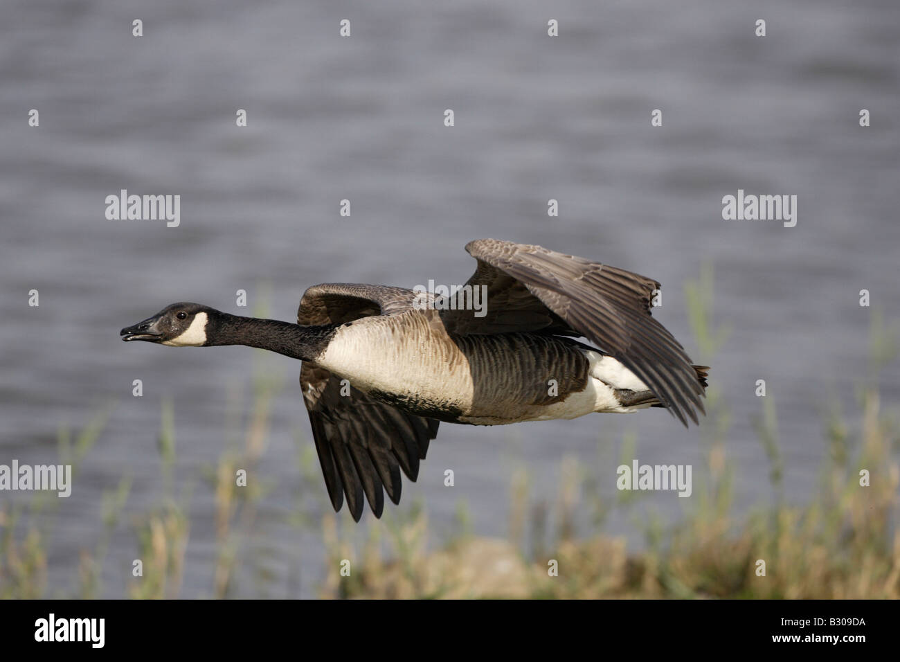 Canada goose in flight hi-res stock photography and images - Alamy