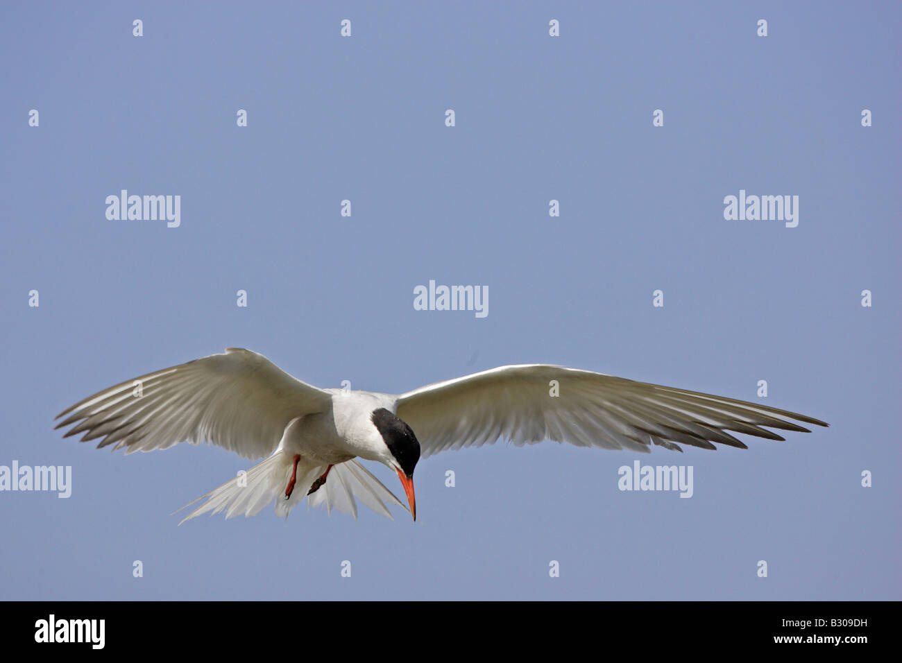 Common Tern in flight Stock Photo - Alamy